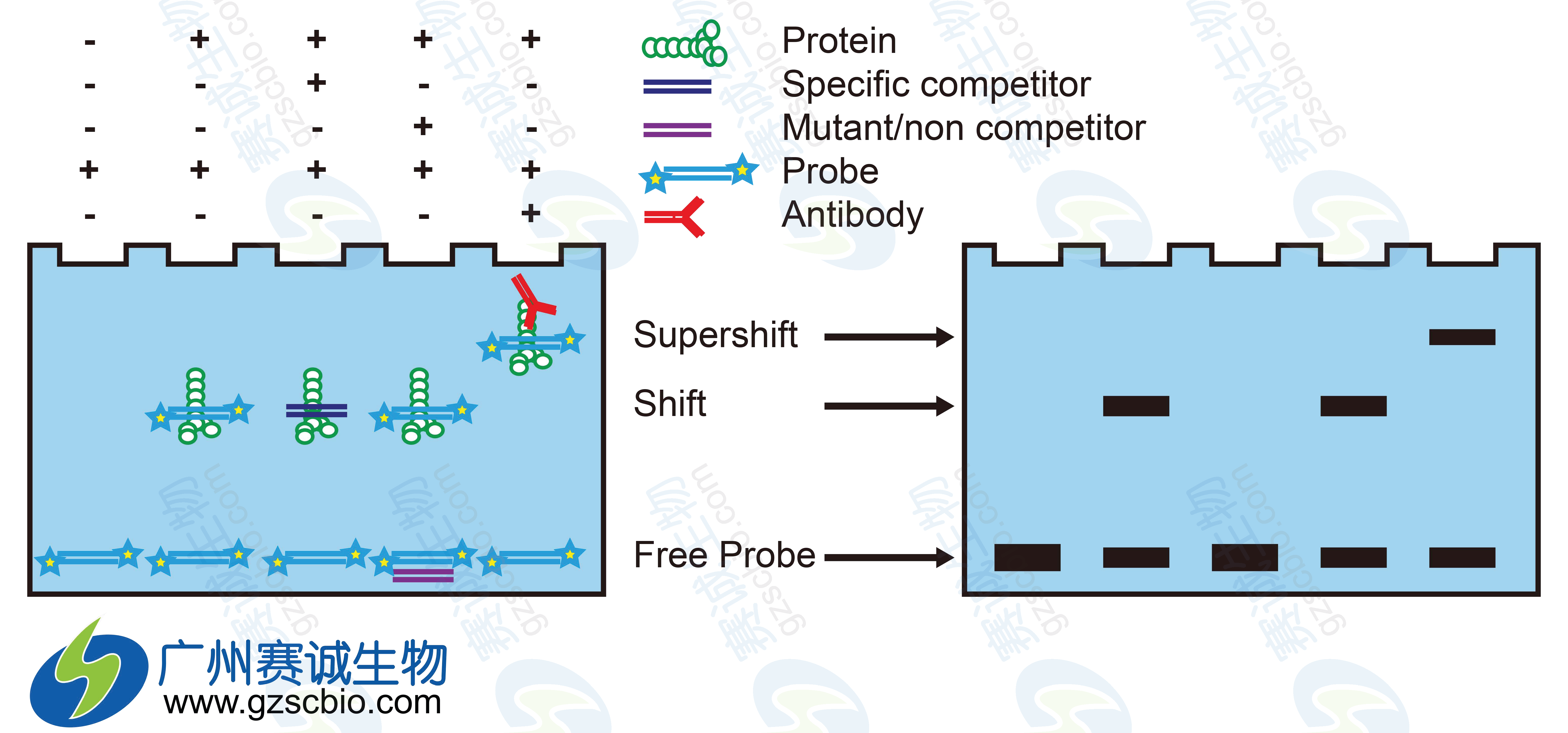 emsa实验原理-千图网